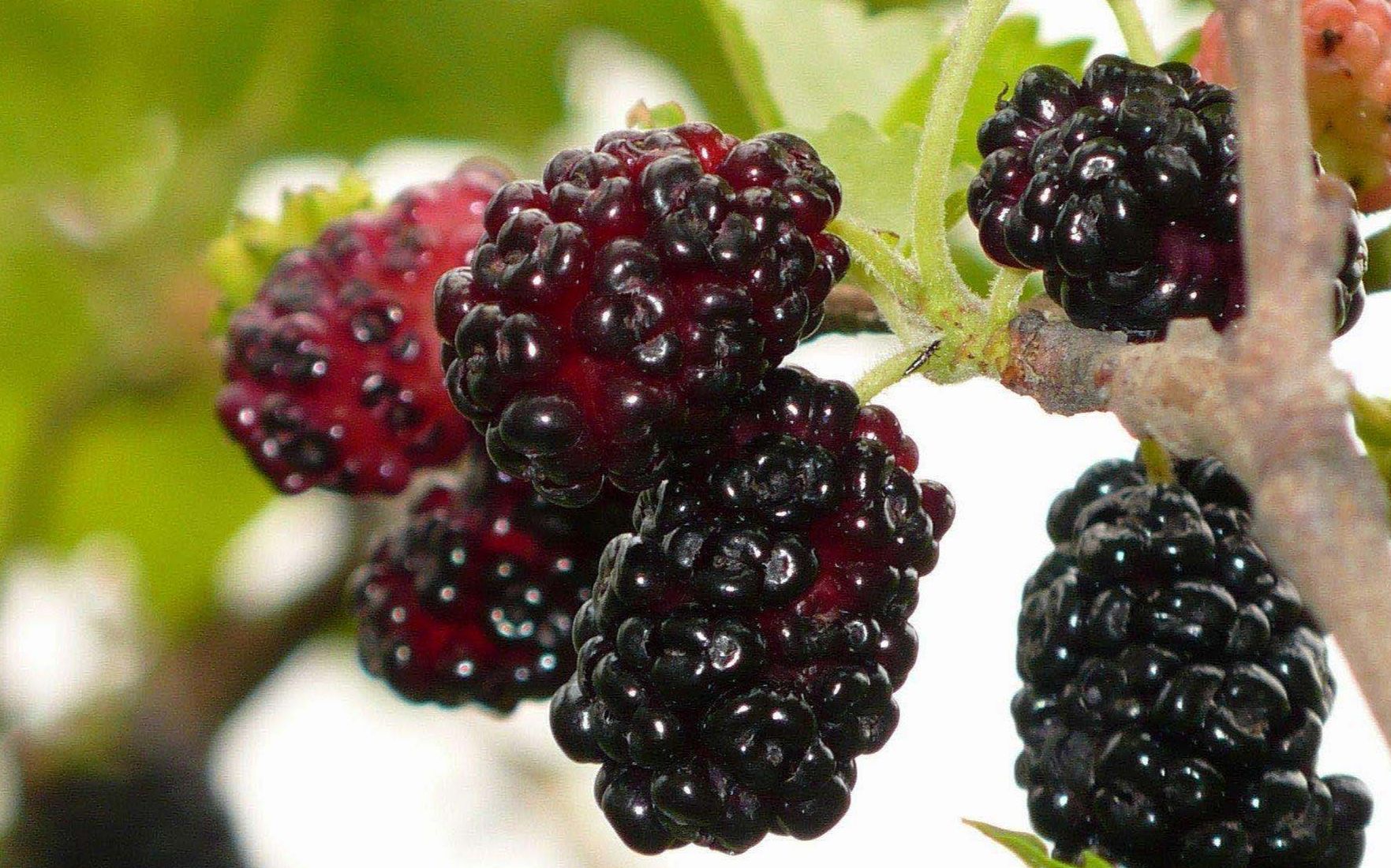 桑葚酒的做法,老刘手把手教你,酸酸甜甜,放一年都不会坏!