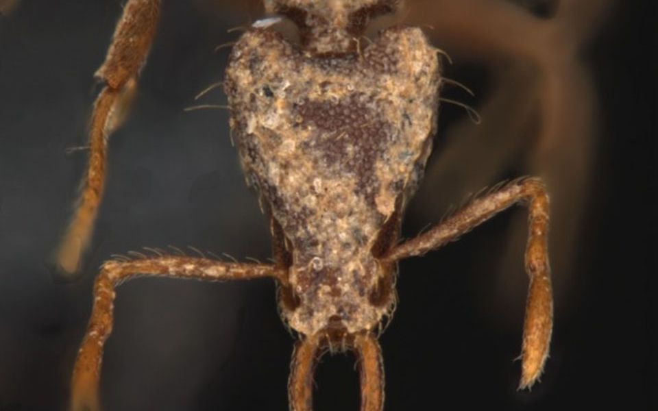 微距下的蚂蚁——爆螨的萌盾