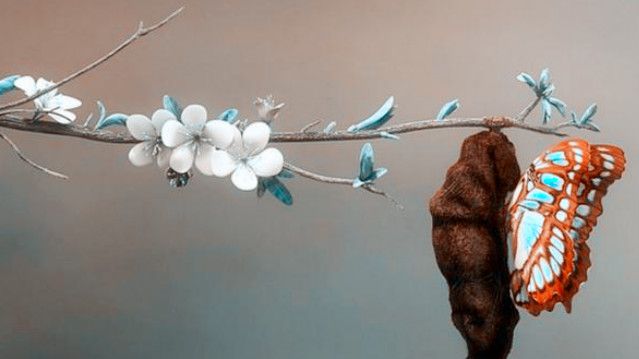 高清微距实拍蝴蝶破茧成蝶全过程,太美了