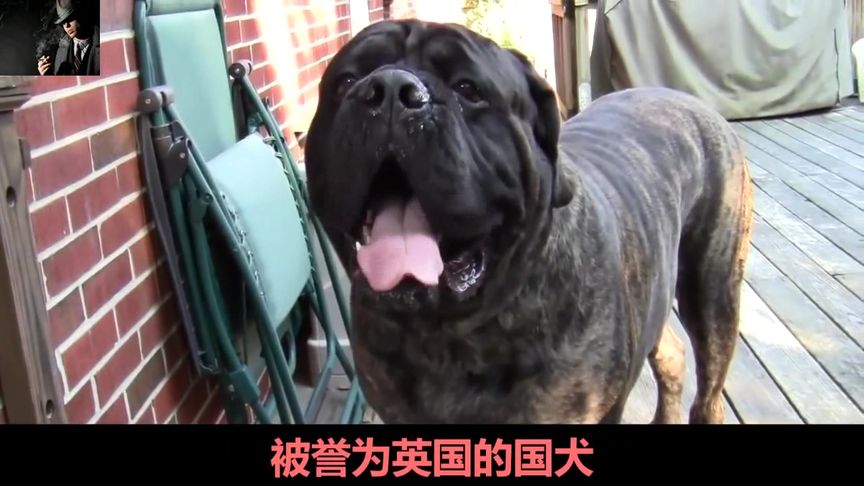 世界十大战斗力最强的狗,看看排名第一的英国牛獒,国犬就是猛