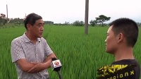 受灾水稻田间管理及病虫害防治