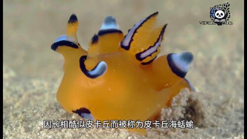 破案了,皮卡丘的原型居然是它