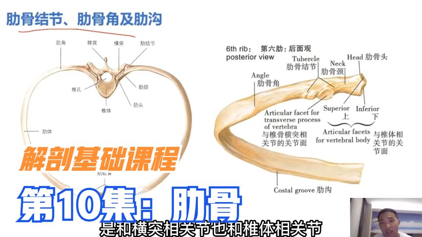 三个好医生内部解剖基础课程,详解肋骨结构及功能,很详细很好懂