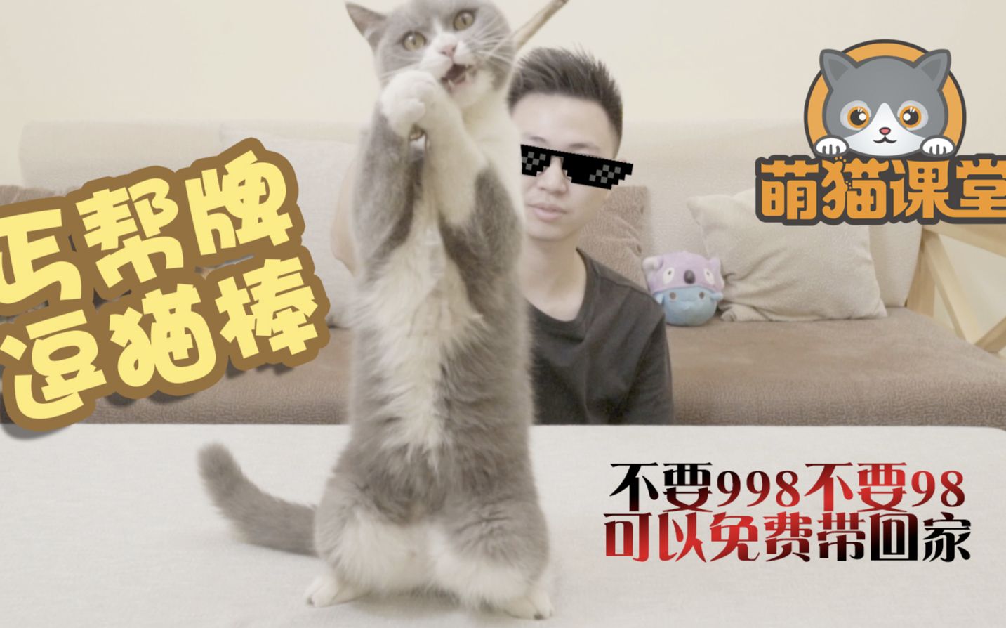 只要三分钟!教你超低成本制作逗猫神器!