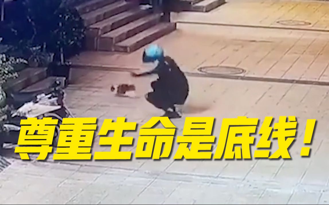 男子引诱小猫示好,下一秒拎起狠摔猛踩