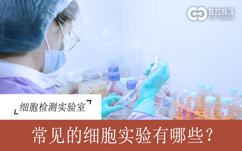 常见的细胞实验有哪些?