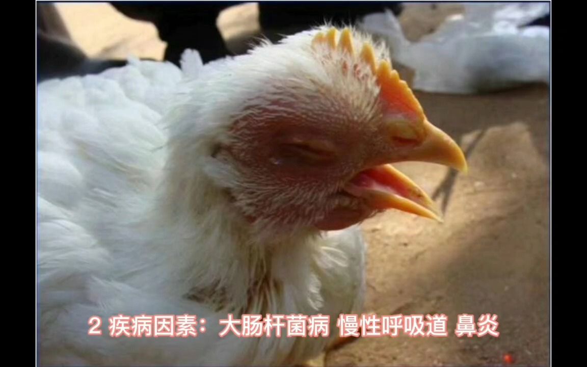 禽医魏月讲鸡肿头肿脸是什么病,鸡肿头怎么治疗?