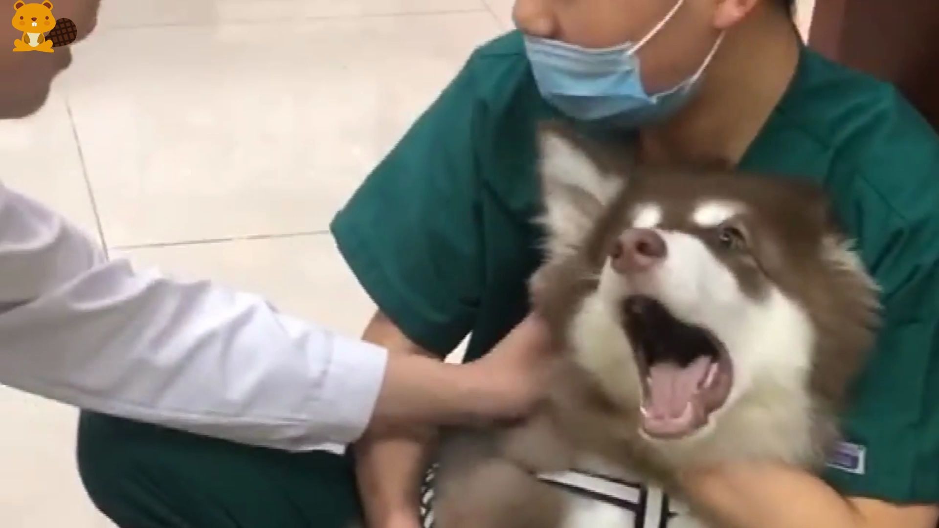 打预防针的狗子:疼死老子了,今晚我一定要吃上10个鸡腿来补一补