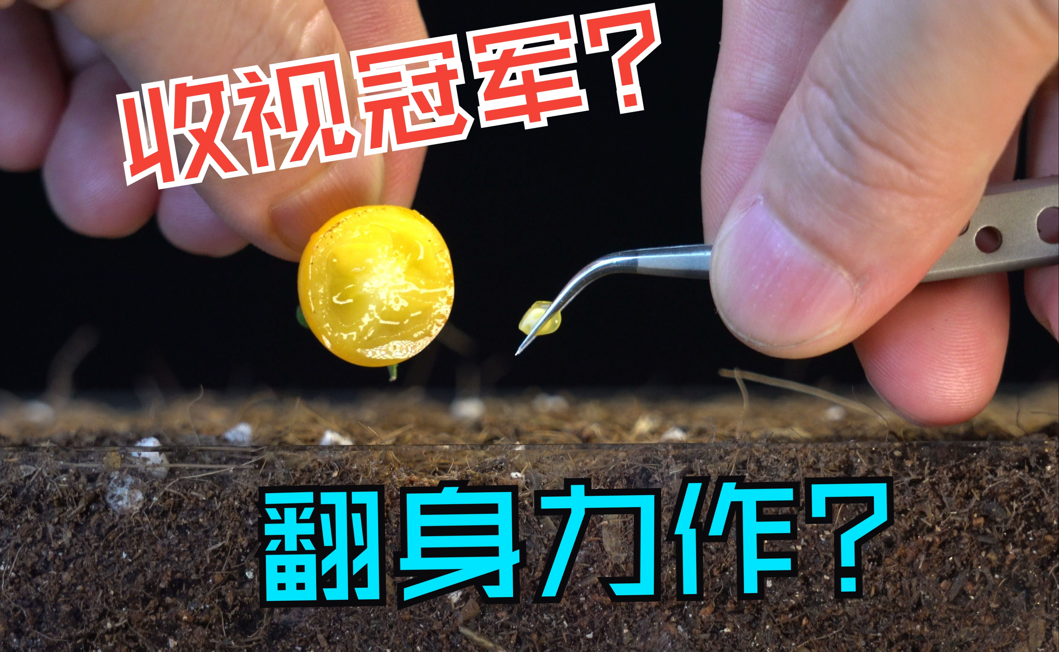 番茄是怎样生长的?我拍了116天,你一分钟能看完 | 延时摄影