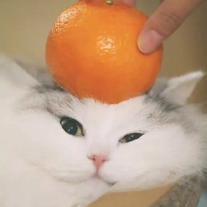 橙舟几口 
