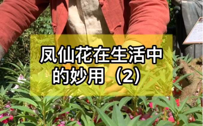 凤仙花在生活中的妙用,你学会了吗?