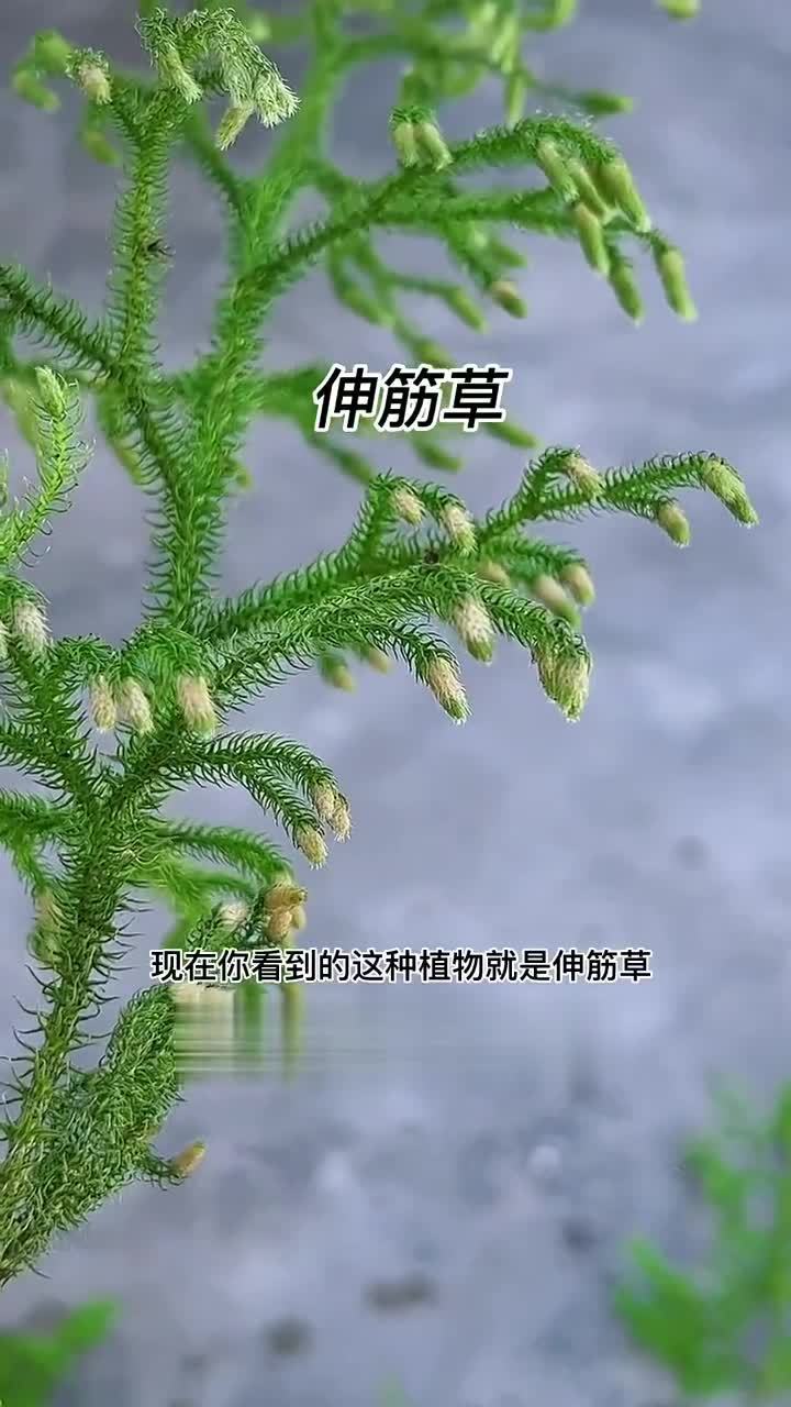 伸筋草,你认识吗