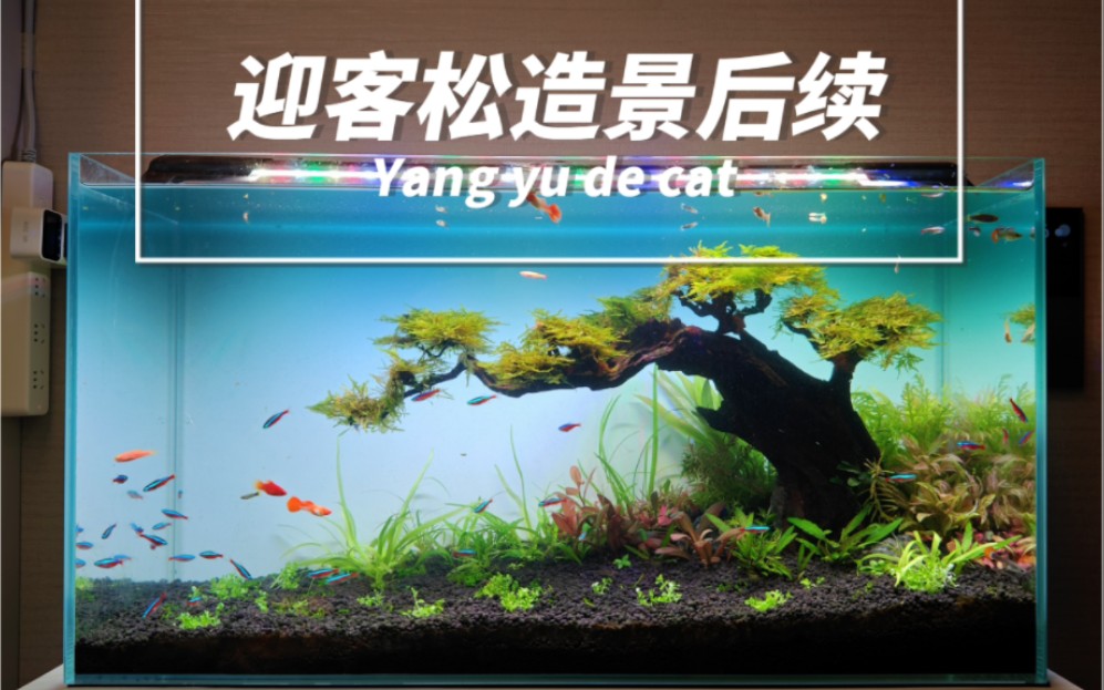 你们要的65迎客松鱼缸造景后续来啦#鱼缸造景 #鱼缸里的大自然 #...