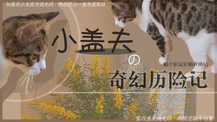 #流浪动物 #流浪动物救助 #流浪动物不流浪 #流浪动物救助