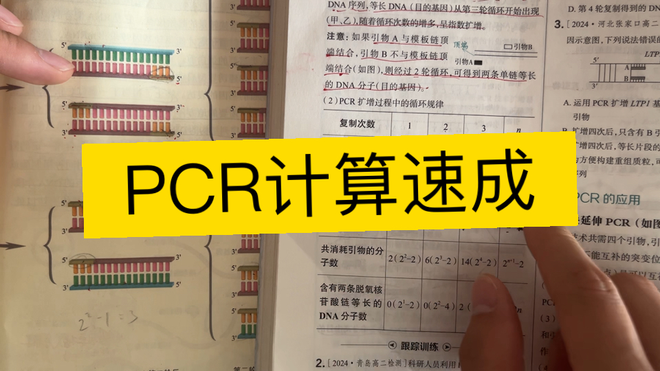 PCR引物计算|看完这个视频你的计算题成功率提升90%!