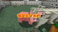 我的世界:在我的原木牧场里放几种动物看看他们都吃什么