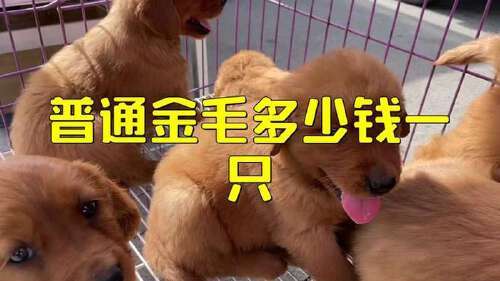揭秘金毛价格内幕!预算三千能买到什么样的金毛犬?