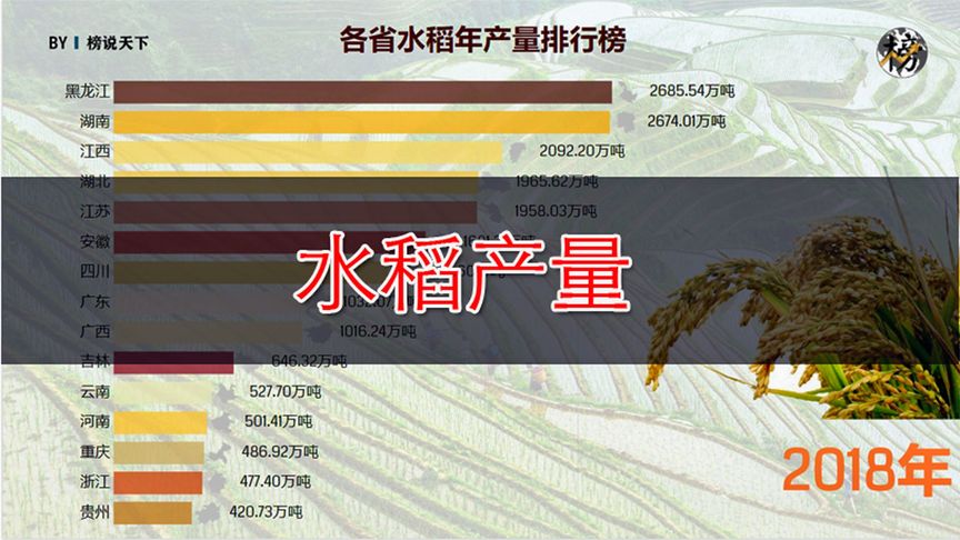 水稻产量排行榜,黑龙江湖南力压其他省份,看看你的家乡排在哪?