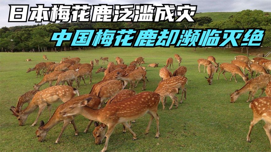 日本梅花鹿泛滥成灾,中国梅花鹿却濒临灭绝,这究竟为何?