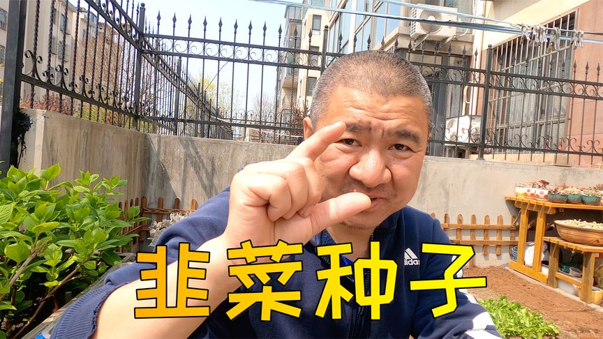 城市一楼小院小菜地，用韭菜种子种植韭菜的方法，今年不割明年收