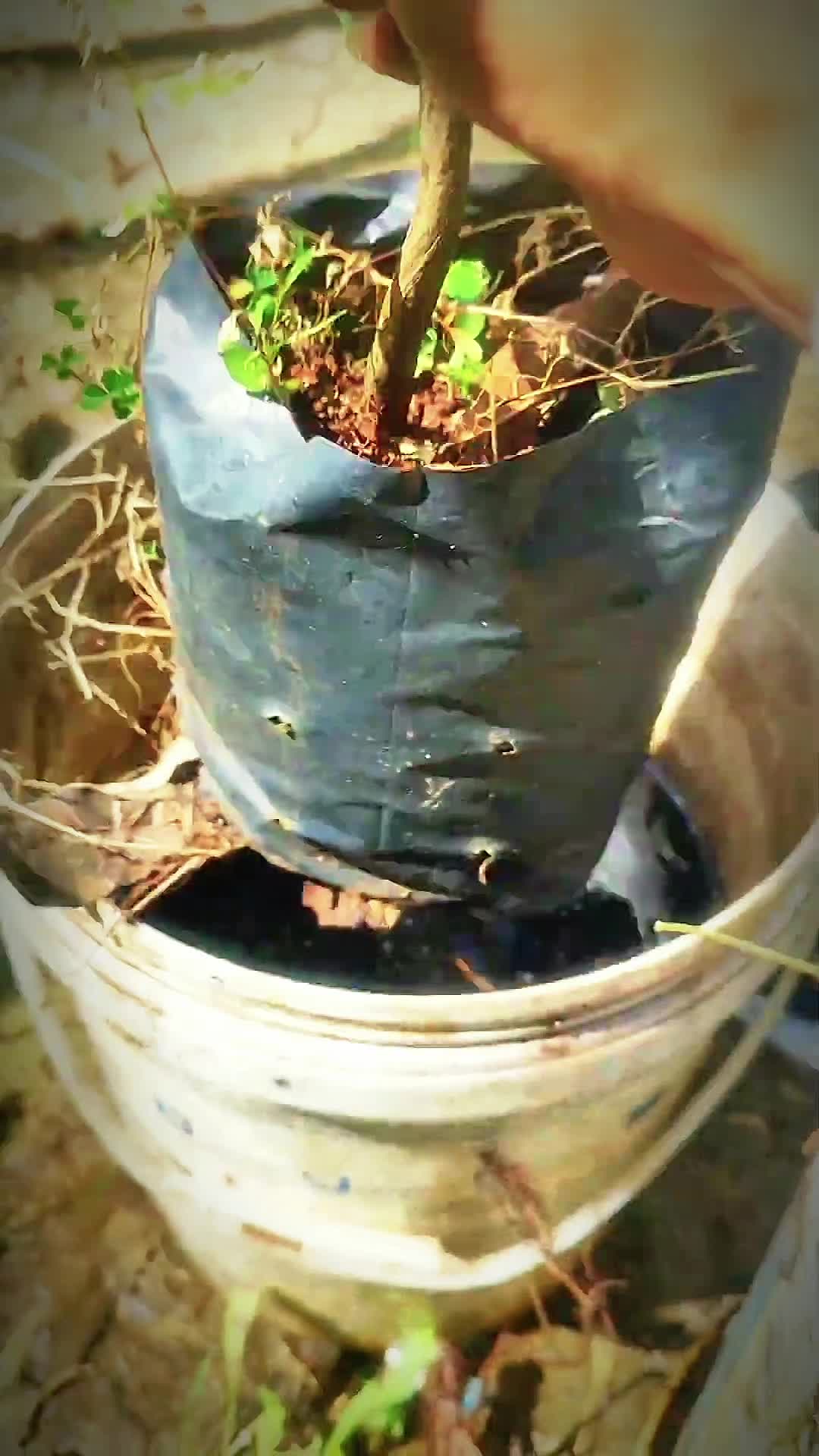 植物生长离不开这2件事!盆栽芒果浇水补肥攻略,新手也能养出丰产树✨...