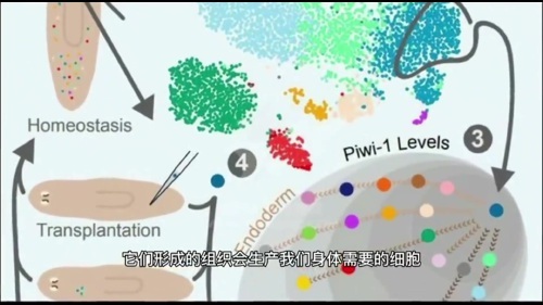 人体的干细胞是如何分化的呢?让我们一起来了解一下吧