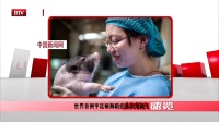 都市晚高峰 2018 世界首例亨廷顿舞蹈症基因猪诞生