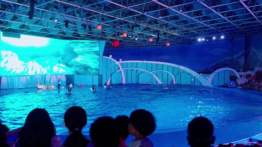 #海豚表演 没有多期待 这群小可爱应该在浩洋的大海里#海豚ߐ