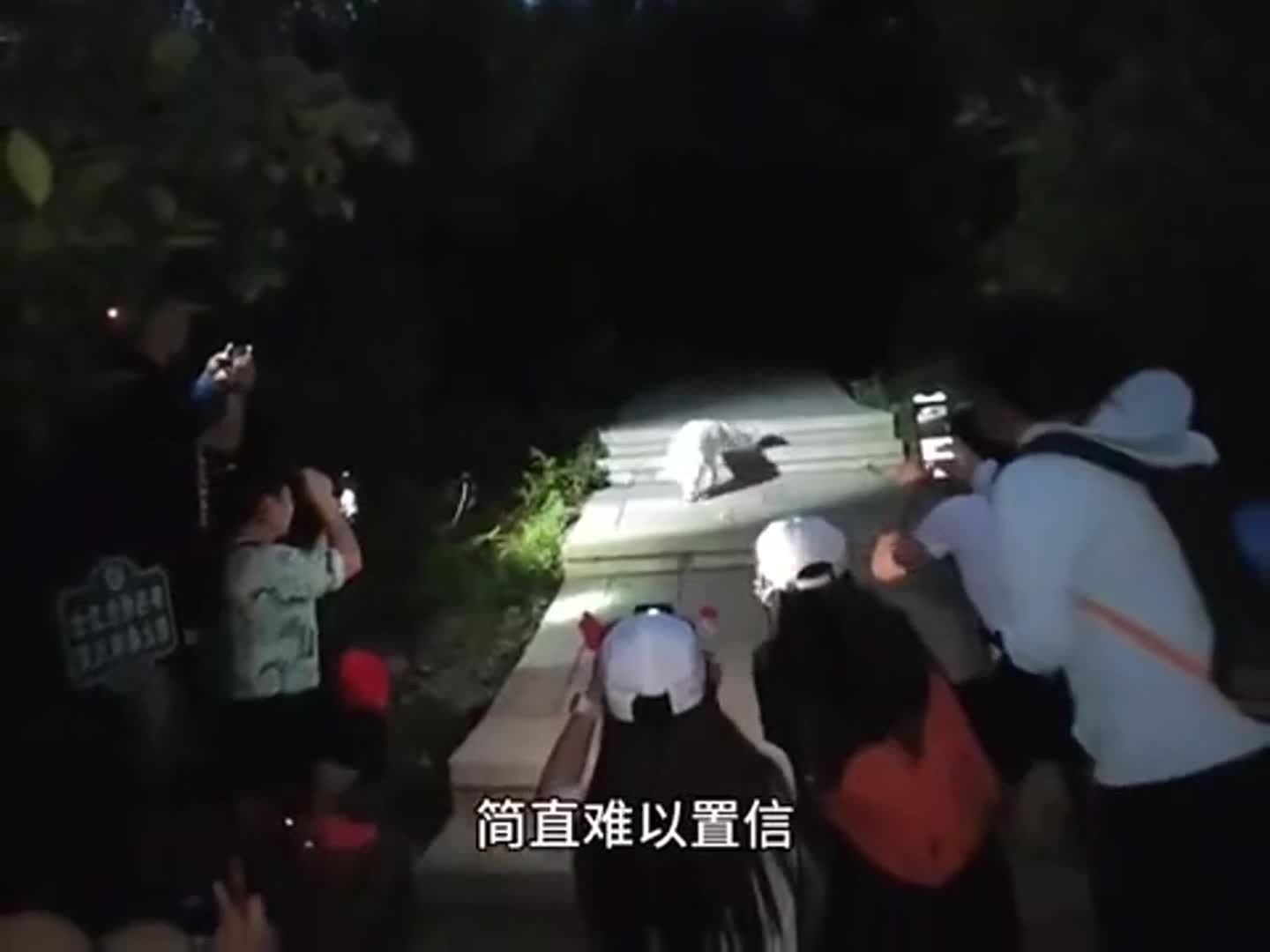 自然领域中最诡异的场面 #动物世界 #动物科普