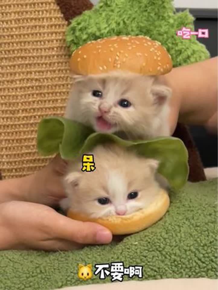 ...汉堡呢?#记录猫咪日常 #小奶猫的成长日记 #谁能拒绝傻憨憨的小猫咪