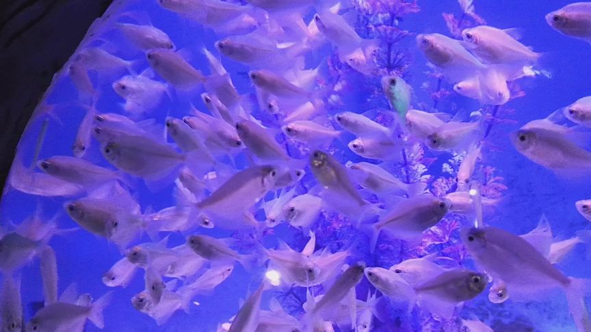 微小世界,不一样的视角带来震撼体验