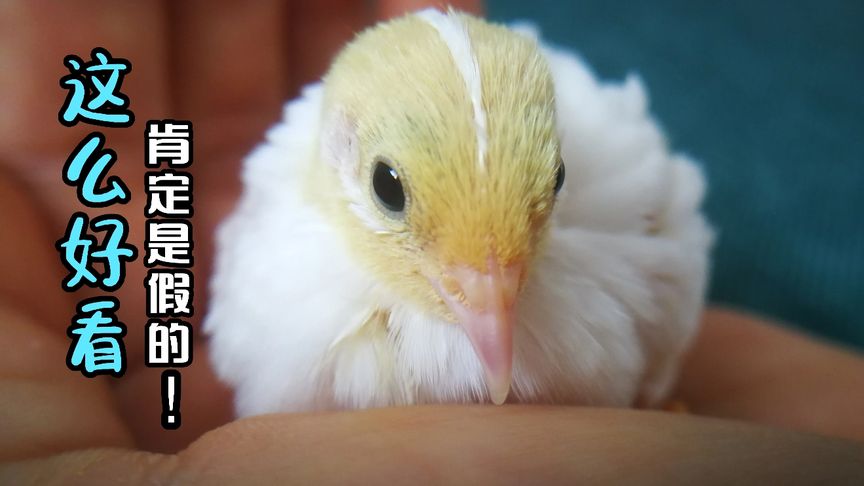 蓝胸鹌鹑1到30天的成长记录,芦丁鸡的生长过程,桂花雀高能颜值