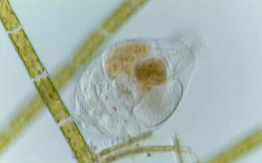 轮虫的内部结构(斜射)