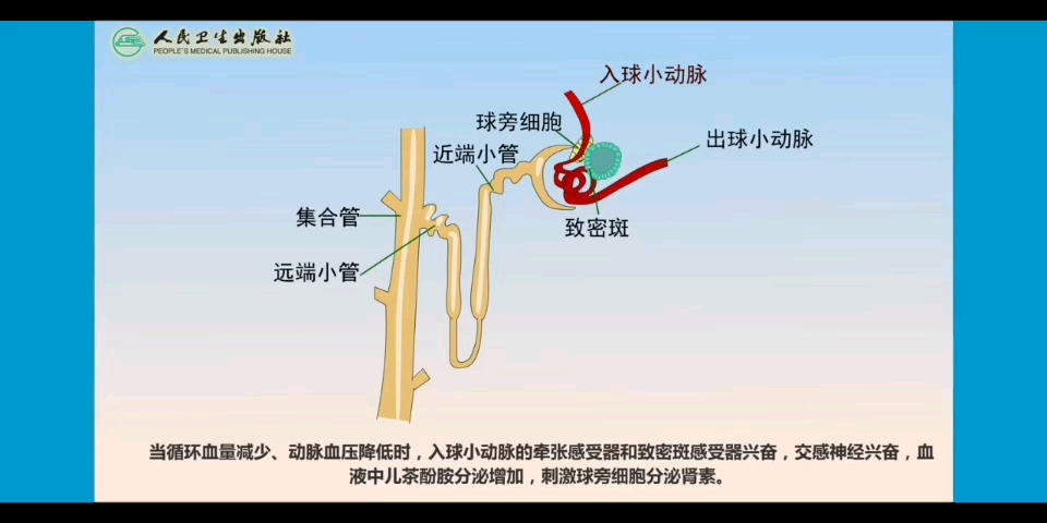 【生理学】肾素-血管紧张素-醛固酮系统对尿生成的调节