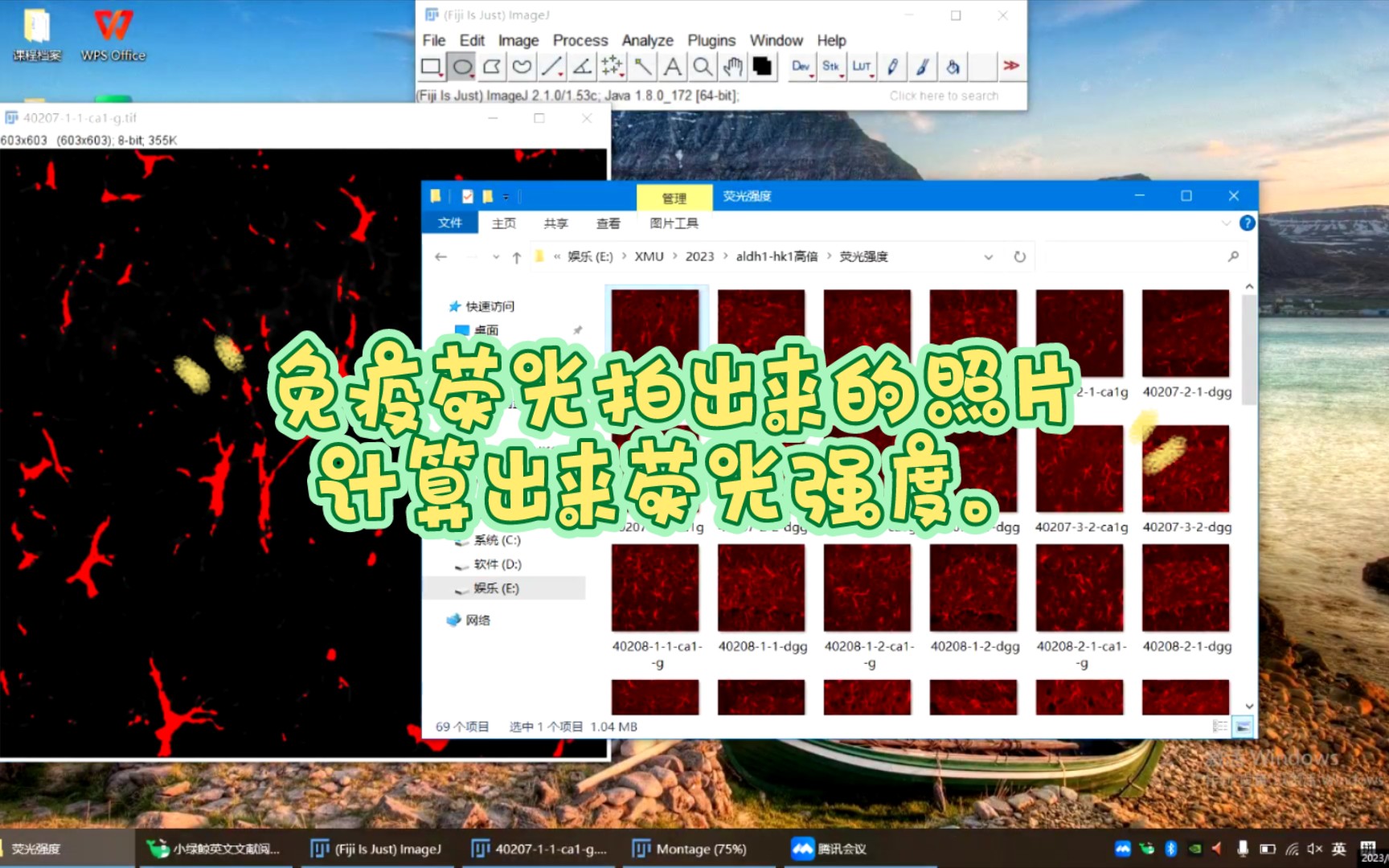 用imagej计算免疫荧光拍出来的片子的荧光强度。