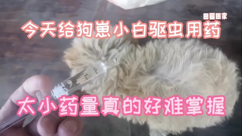 今天给狗崽小白驱虫用药,太小药量真的好难掌握!
