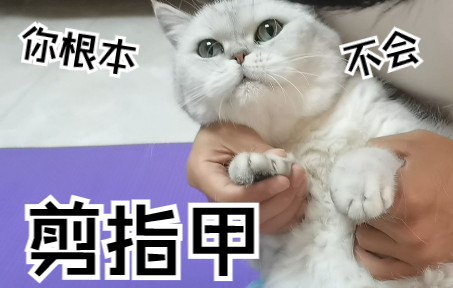 宠物指甲剪应该怎么选?多款指甲剪真实对比使用评价!亲手测试!没有...