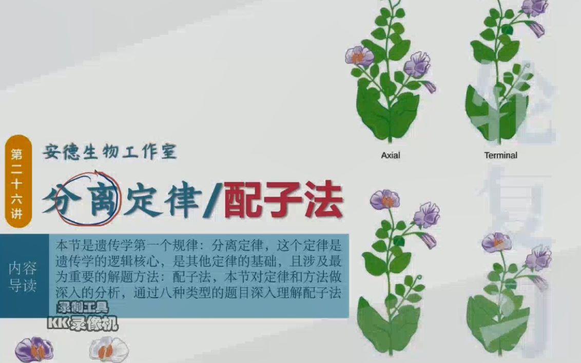 【德叔遗传2】分离定律内涵与配子法大招!