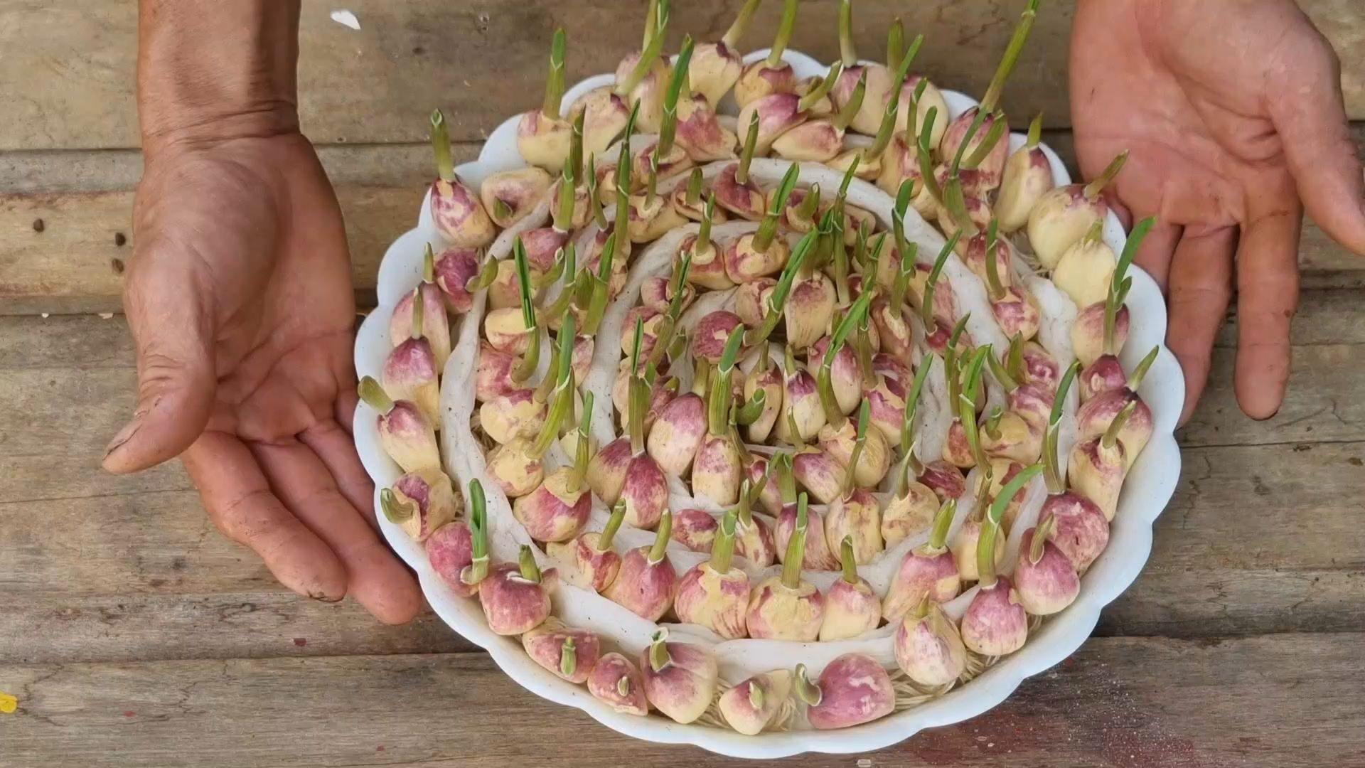 教你一个水培大蒜苗的好方法,方法简单又实用