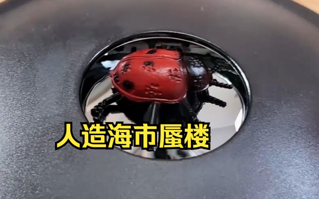 看得见摸不着的十星瓢虫,你见过吗?