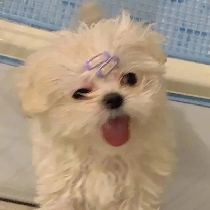 圆了个满- 