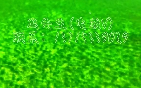 正确使用杀菌灯,金鱼,泰狮,兰寿,观赏鱼,紫外线杀菌灯