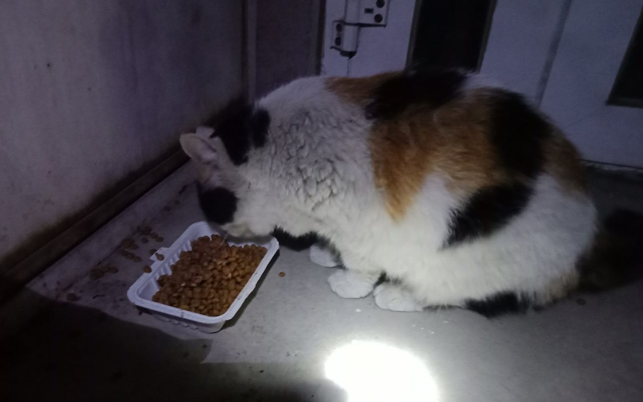 每天进办公区喂猫时都念30句佛号(2020.01.17.晚4K)