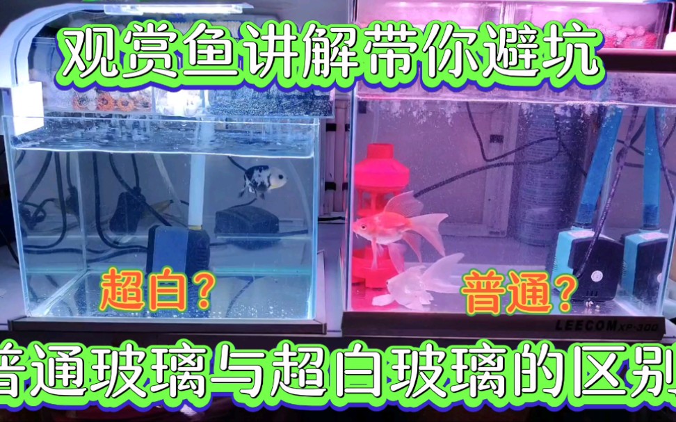 观赏鱼讲解教你如何挑选鱼缸玻璃,不要被不良商家欺骗!进来看
