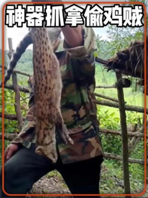 越南小伙利用神器抓偷鸡贼,没想到简简单单的神器就能抓到这只猫咪