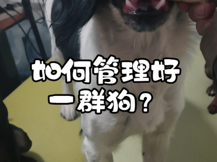 如何管理好一群狗?