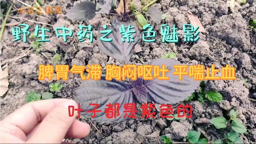 农村识药之紫色魅影——缓解治疗脾胃气滞,胸闷呕吐神奇中药紫苏