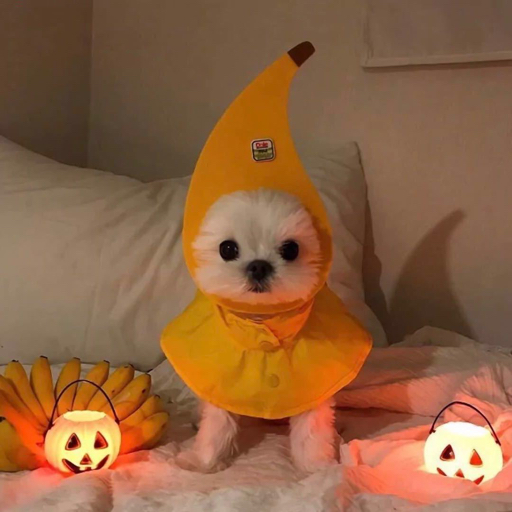 -给猫织毛衣 
