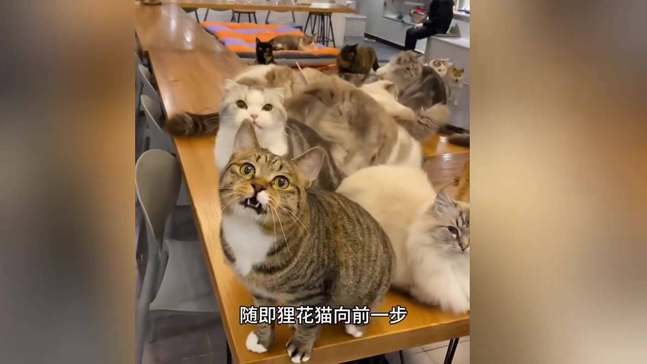 狸花猫哪有会撒娇的啊,简直是家族之耻