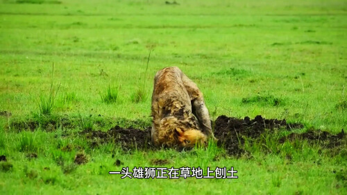 雄狮挖在草地上疯狂的刨坑,草地下的疣猪蓬蓬瑟瑟发抖!